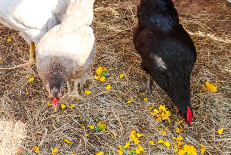 Can Chickens Eat Marigolds? - On Yankee Farm